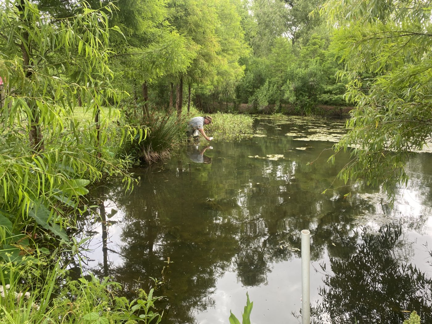 Stormwater Wetlands - Comite Resources